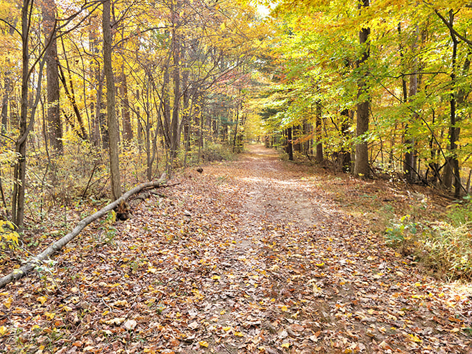 Autumn's red carpet treatment. Walking these leaf-strewn trails feels like being in your own personal National Geographic special.