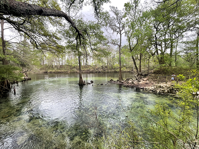 Madison Blue's crystal waters are Florida's version of time travel &ndash; prehistoric clear and impossibly blue all at once.
