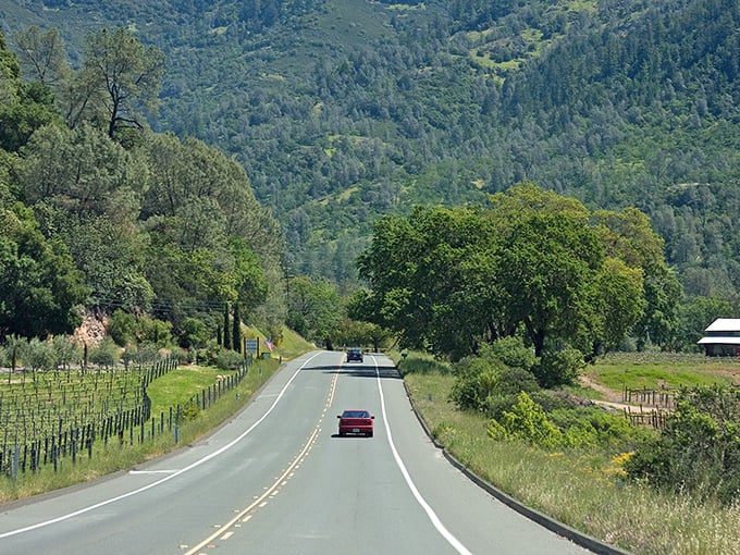 Napa's Silverado Trail: where vineyards create patterns so perfect, you'd think Mother Nature used a ruler.