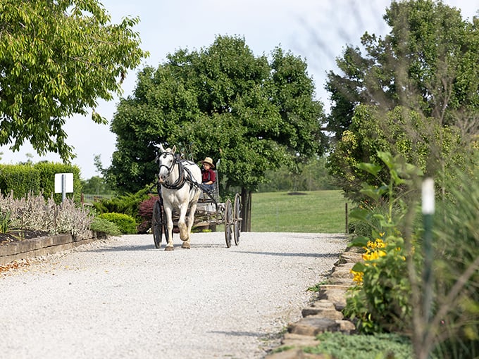 Country roads, take me home! A white horse pulling an Amish buggy down a gravel path framed by summer blooms.