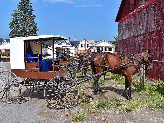 Horse power of a different kind! Amish farmers work the fields the old-fashioned way, cultivating flavors that machines can't match.