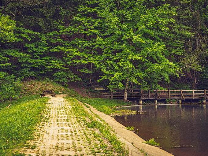 The forest path winds alongside calm waters at Brown County, creating that rare peaceful moment when you think, "Maybe I should've been a poet."