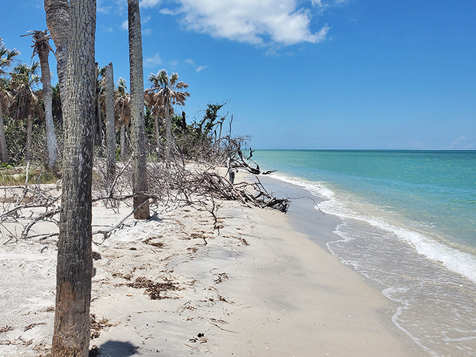 Driftwood sentinels watch over Cayo Costa's shoreline, telling silent stories of storms weathered and calm days cherished.