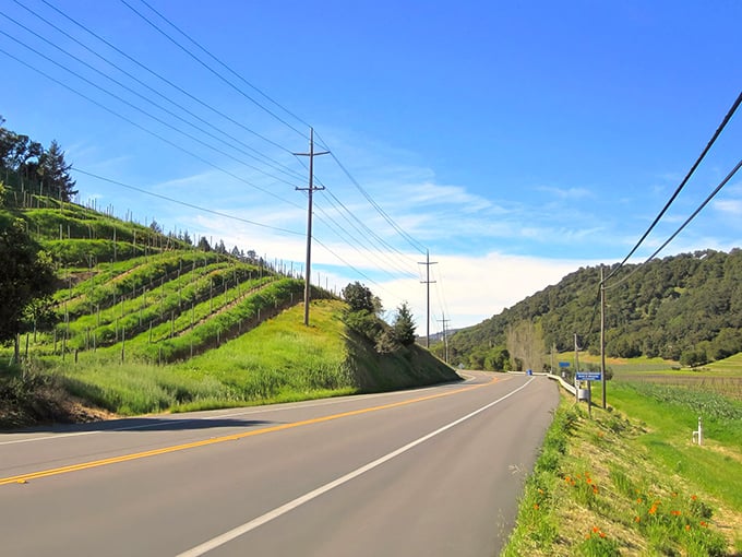 Wine country driving at its finest&mdash;rows of grapevines standing at attention like nature's most delicious military parade.