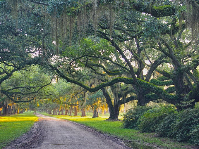 Sometimes the best perspective comes from above, showing how nature paints its masterpiece in green.