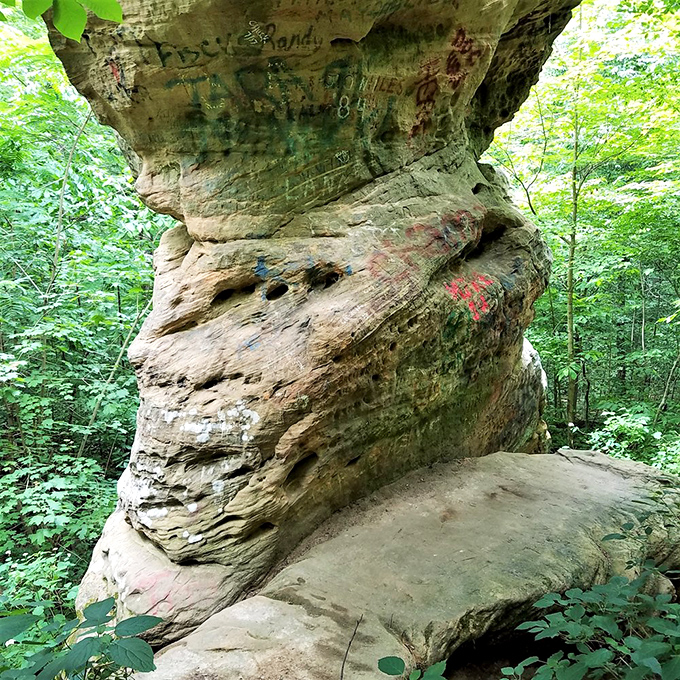 Standing beneath this ancient giant makes you feel smaller than an ant at a picnic.