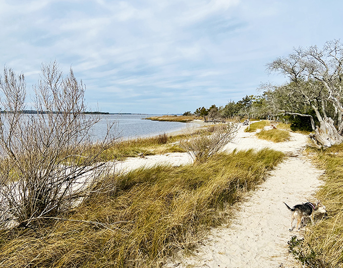 Where land meets water in a timeless dance, this coastal path offers views that no smartphone screen could ever do justice.
