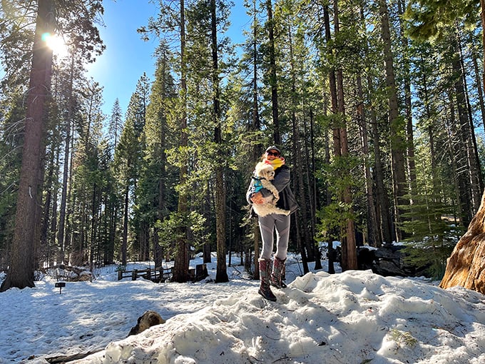 Winter transforms Calaveras Big Trees State Park into a snow globe fantasy where even the most dedicated city slicker reconnects with nature's majesty.