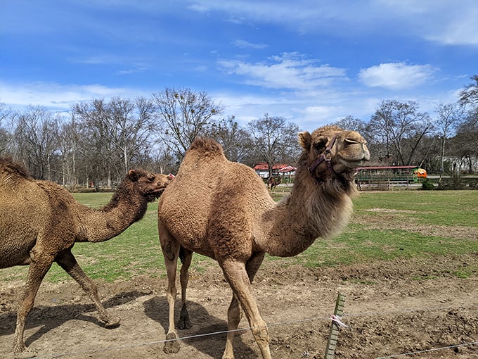 "Excuse me, do you have any idea how photogenic we are?" The resident camels strike their best desert runway pose.