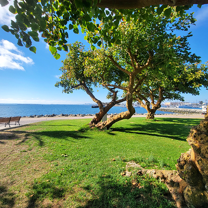 Nature's front-row seat to serenity. Chula Vista's bayfront parks offer the perfect blend of ocean views and leafy shade for afternoon contemplation.