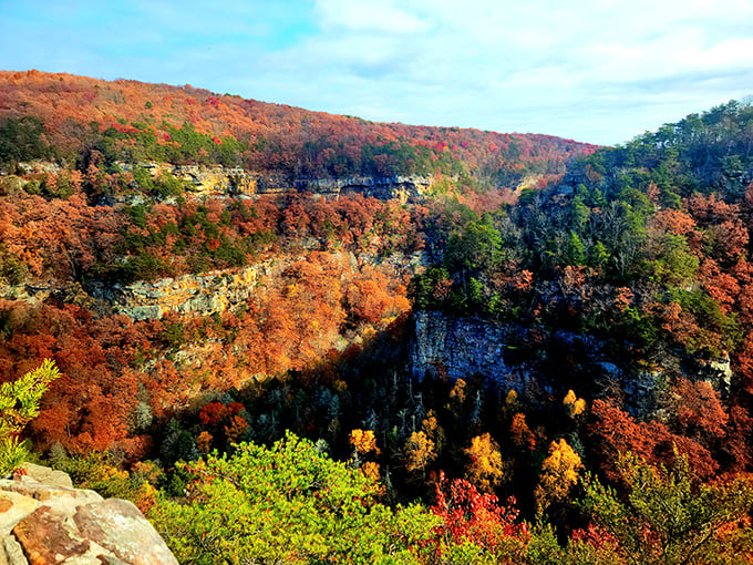 Fall transforms Cloudland Canyon into nature's paint palette gone wild. Even Bob Ross would need extra titanium white for these happy little clouds.
