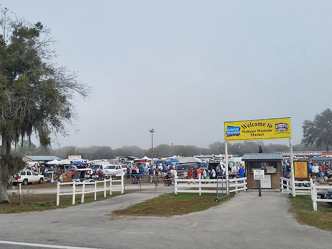 Monday morning magic at Webster's flea market. The white fence and packed parking lot signal you've arrived at bargain heaven.