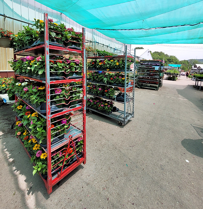 Nature's color palette explodes in the outdoor garden section. These vibrant blooms are priced so reasonably, your garden might suspect you've made a deal with Mother Nature herself.