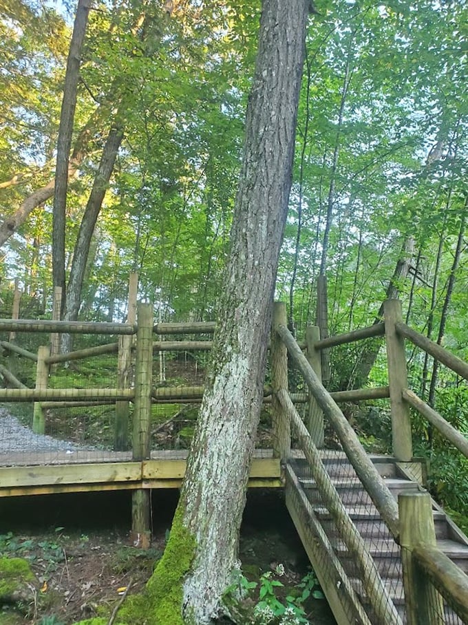 Rustic wooden walkways guide visitors through the forest, blending harmoniously with the natural surroundings like a well-designed hiking appetizer.