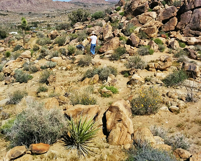 Hiking through Joshua Tree's boulder fields feels like wandering through a natural playground designed by giants with artistic flair.