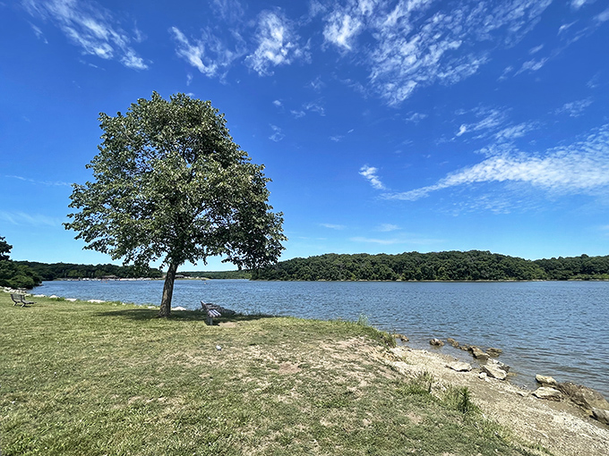 That lone tree standing sentinel by the shore has witnessed more first kisses and family picnics than a lifetime of rom-coms.