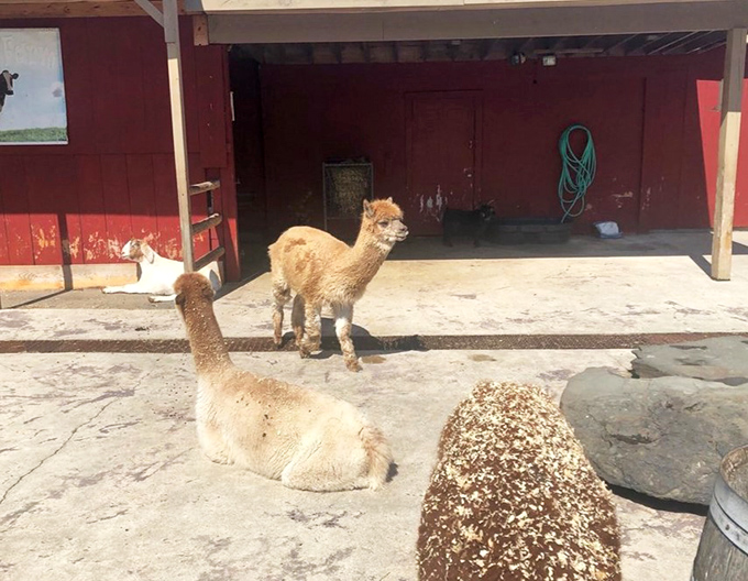 These alpacas aren't just adorable residents&mdash;they're unofficial greeters who've mastered the art of making city folks realize what they're missing in their urban lives.