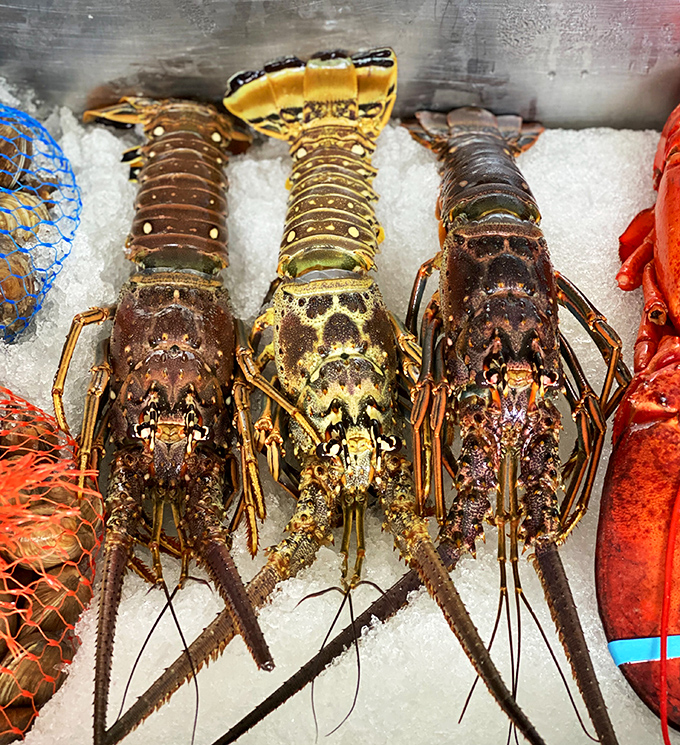 Florida spiny lobsters on display—nature's artwork with those magnificent spotted patterns. The sweet tail meat will haunt your dreams.