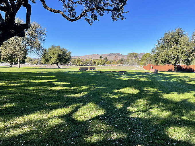 Even the green spaces in Los Alamos offer postcard-worthy views, with mountains framing every picnic and impromptu nap under ancient oaks.