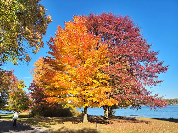 Fall's fashion show in full swing &ndash; these majestic maples dressed in their autumn best make even the most exclusive runway collections look drab by comparison.