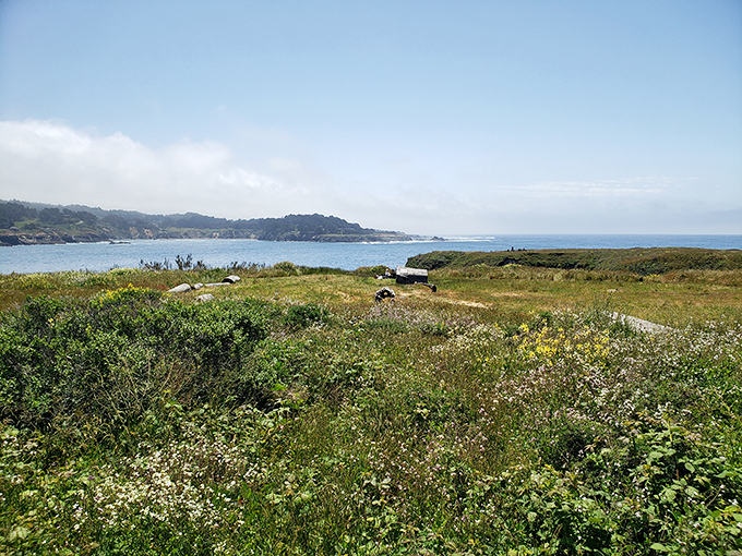 Nature's front yard: The headlands offer wildflower-dotted trails where the only thing more breathtaking than the view is trying to capture it all in one photo.