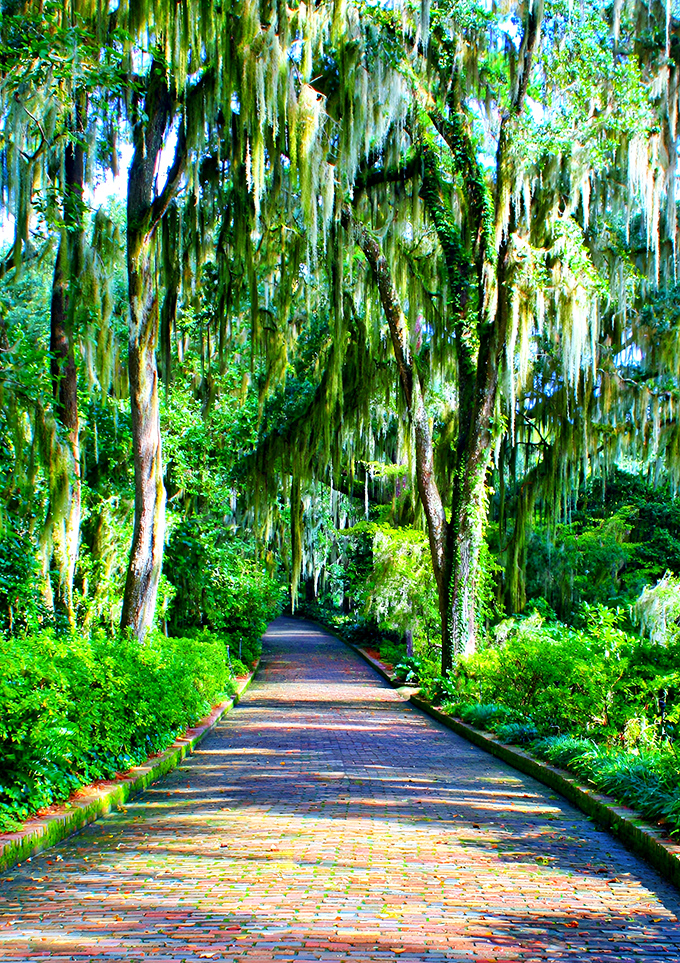 Spanish moss creates nature's chandeliers along this brick pathway. Walking beneath feels like entering a Southern fairy tale.