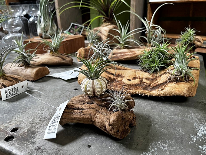 Air plants perched on driftwood like tiny alien sculptures. Nature and artistry combine in displays that would make both botanists and interior designers swoon.