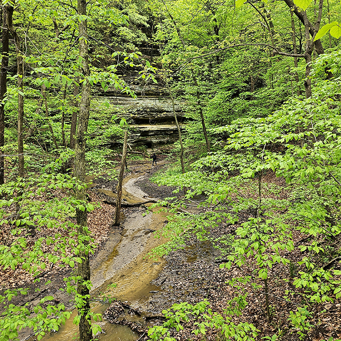 Follow the yellow brick road? No, better – follow this enchanting forest path where every turn promises another postcard-worthy moment.
