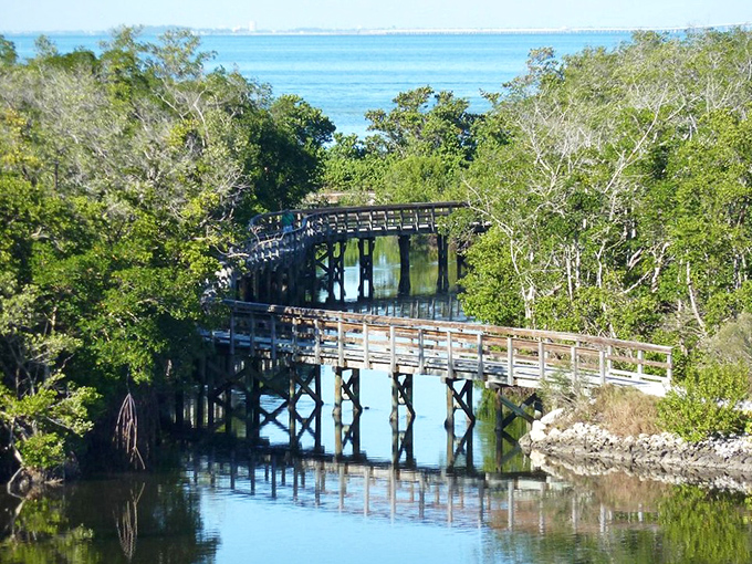 Robinson Preserve's wooden boardwalks invite you to venture deep into Florida's natural world, where mangroves whisper secrets only locals understand.
