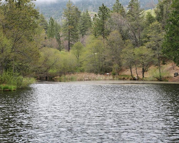 The serene waters of Lake Fulmor offer a moment of tranquility, where the forest meets its reflection in nature's own version of a selfie.