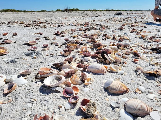Mother Nature's jewelry box spilled across the sand. Shell collectors, this is your version of finding the Hope Diamond on every step.