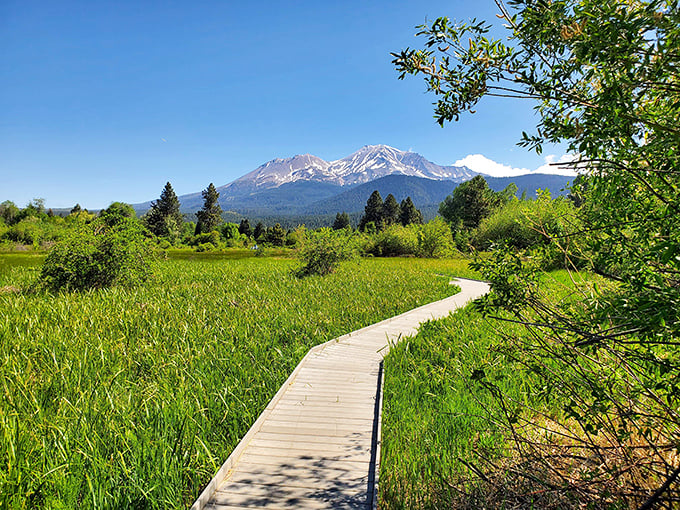 A wooden boardwalk invites you into Sisson Meadow's embrace. The mountain watches over this peaceful wetland preserve like a benevolent guardian.