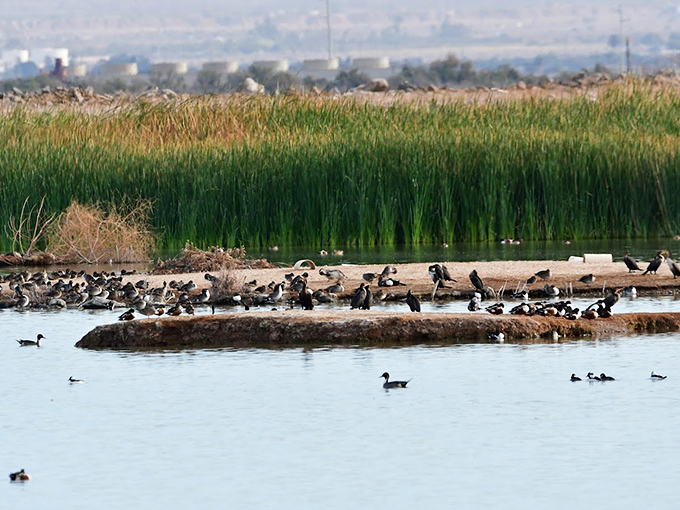 Wetland reeds dance in the breeze while birds gather at the wildlife refuge &ndash; Mother Nature's version of a bustling neighborhood block party.