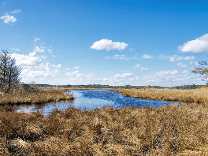 Where water meets sky in perfect harmony, South Bethany's wetlands offer a tranquil escape that reminds us why preservation matters more than development.