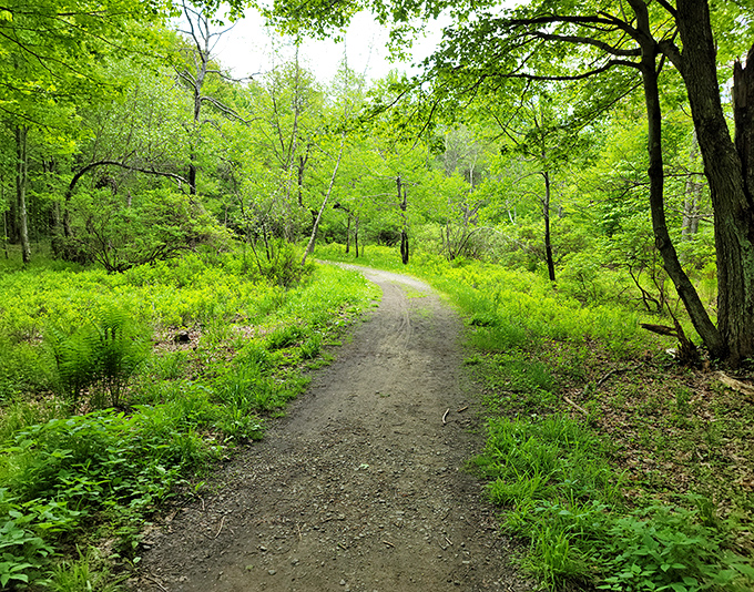 This verdant trail practically begs for exploration, winding through ferns and forest like nature's own welcome mat to adventure.