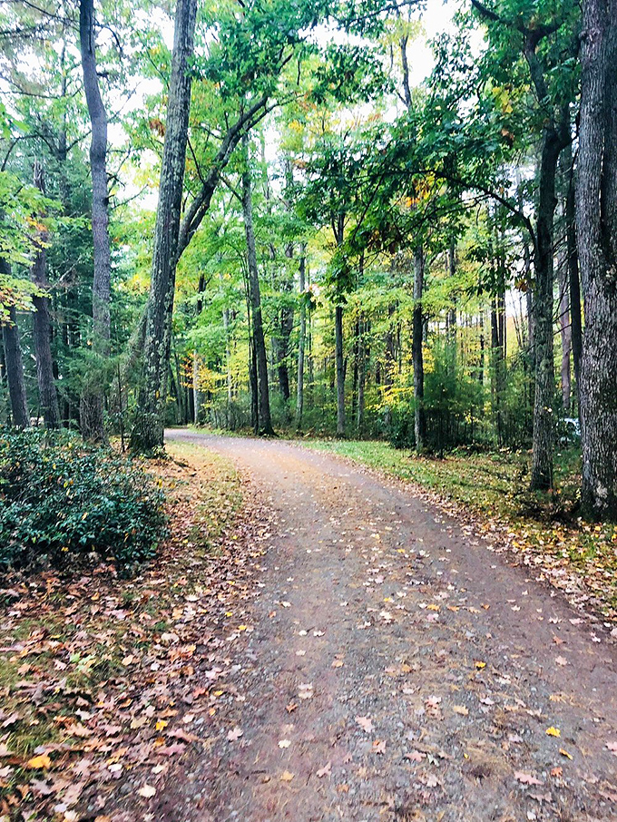 Not all who wander are lost, but on this dappled forest path, getting a little lost might be the point. Adventure awaits around every bend.