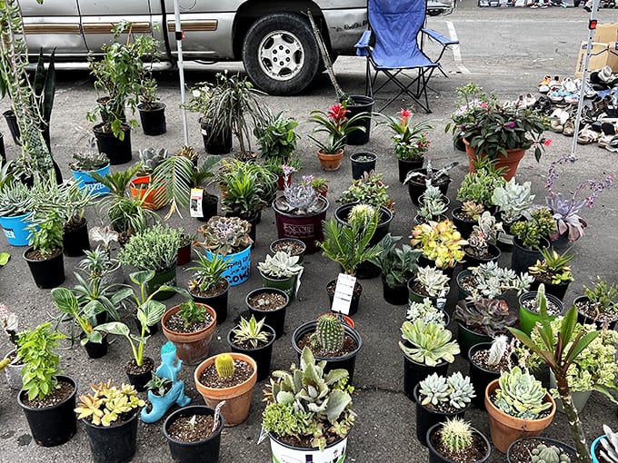 Green thumbs rejoice: this botanical bonanza offers succulents, cacti, and houseplants to transform any space into paradise.