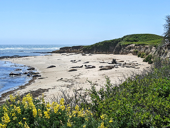 Where elephant seals perfect the art of social distancing, sprawled across golden sands beneath dramatic coastal cliffs.
