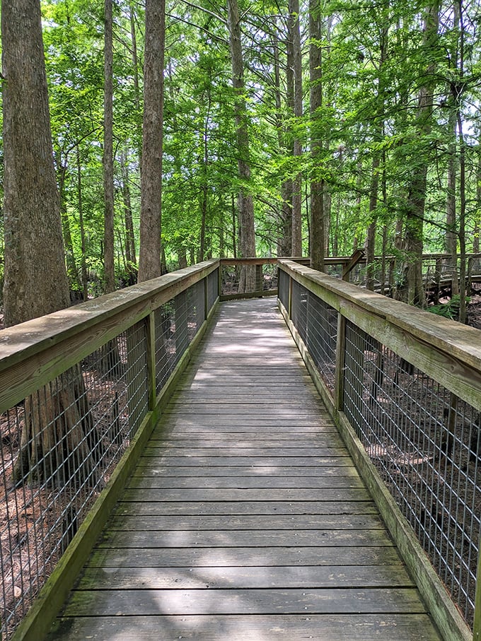 Nature's catwalk awaits. The elevated wooden boardwalk winds through cypress forests, offering safe passage through Florida's natural landscape.