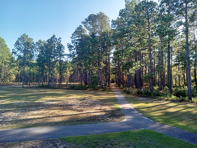 Towering pines create nature's cathedral along this winding path. The dappled sunlight writes poetry on the forest floor.
