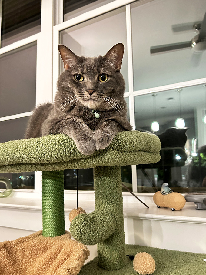 Meet your feline shopping supervisor, who takes quality control more seriously than any corporate manager.