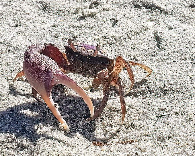 The original Florida resident showing off his fancy claw. This colorful crustacean doesn't need a beach umbrella to make a statement on the sand.
