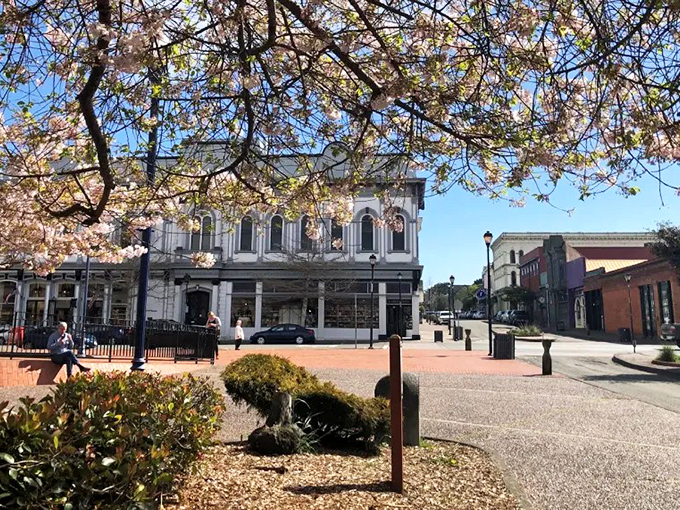 Spring blossoms frame Eureka's historic buildings like nature's own Instagram filter. The brick plaza invites you to slow down and savor small-town rhythms.