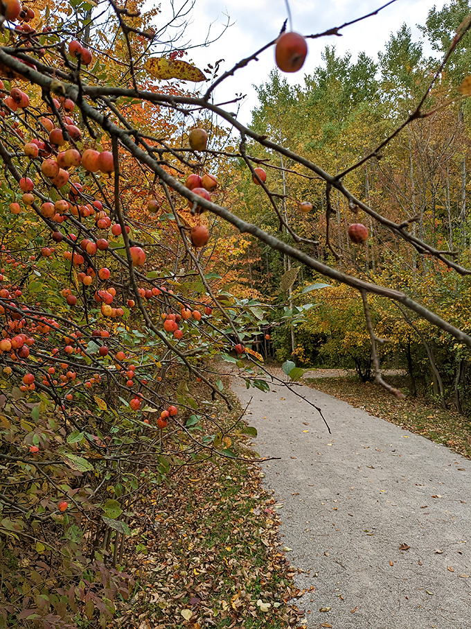 Nature's jewelry display! These firethorn berries add pops of orange and red along the trail, like little Christmas ornaments Mother Nature hung early.