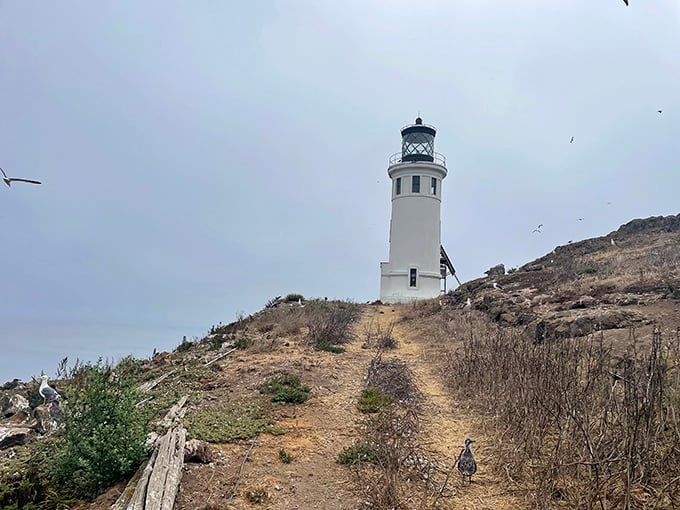 The path beckons like the yellow brick road's rugged cousin, promising lighthouse magic at the journey's end.