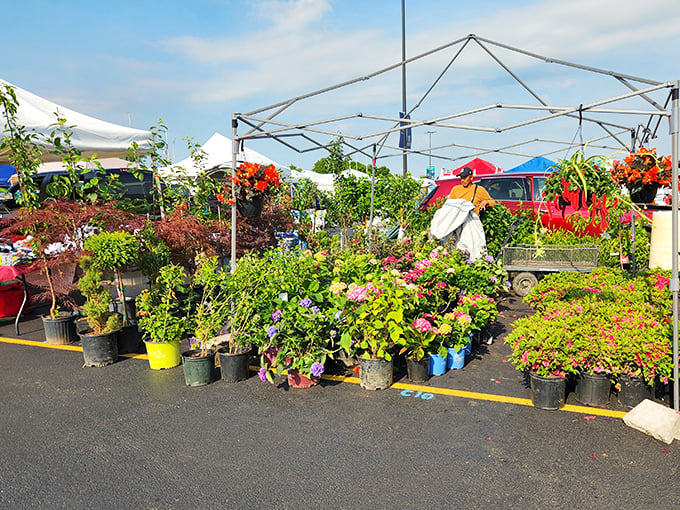 Nature lovers find their oasis amid concrete, with vibrant blooms and greenery transforming parking spaces into impromptu garden centers.