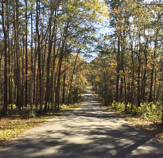 The road less traveled sometimes leads to the best discoveries. This sun-dappled pine corridor feels like driving through a living postcard.