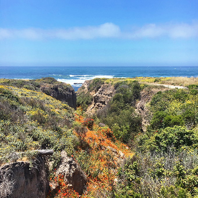 Mother Nature's color palette gone wild! Vibrant orange wildflowers cascade down rugged cliffs, creating a stunning contrast against the deep blue Pacific.