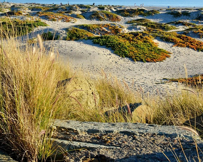 These windswept dunes tell Florida's ancient stories, their sea oats dancing in the breeze like nature's own version of "Dancing with the Stars."