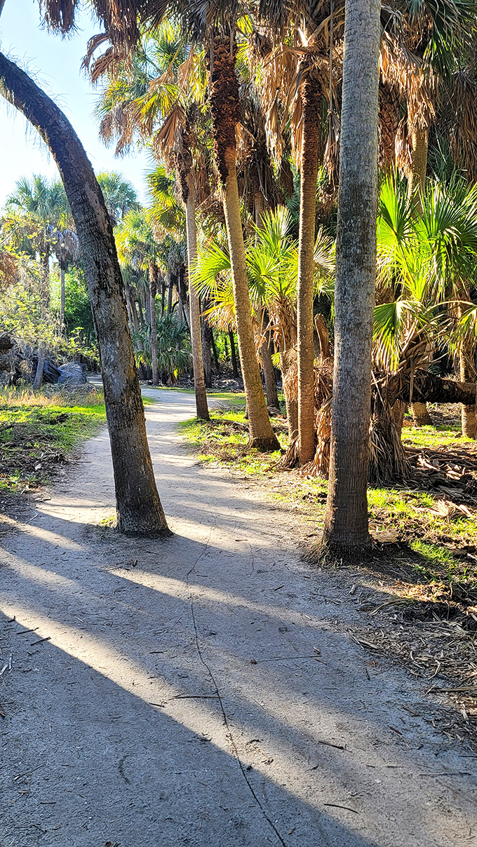 Dappled sunlight creates nature's disco floor along this palm-lined path. Walking here feels like stepping into Florida's family photo album from 10,000 years ago.